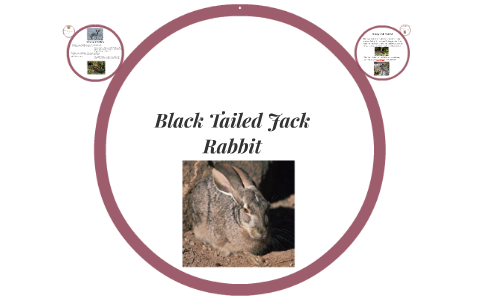 Black Tailed Jackrabbit Food Web