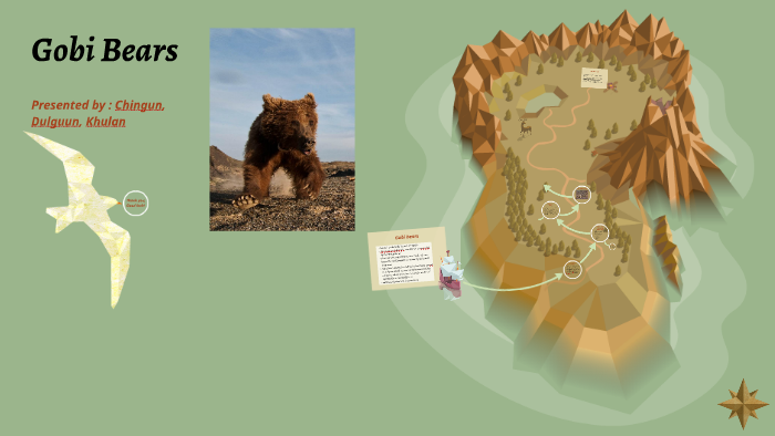 Gobi Bears by Чингүн Г. on Prezi