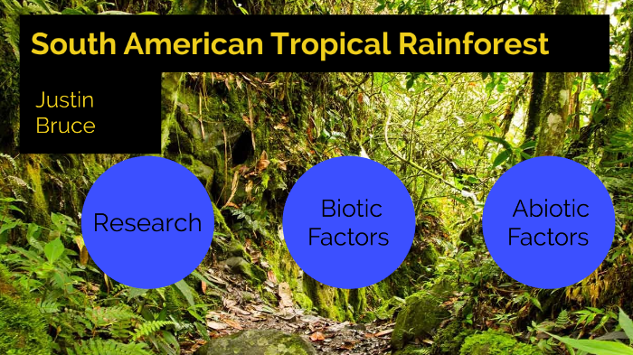 South American Tropical Rainforest by Justin Bruce on Prezi
