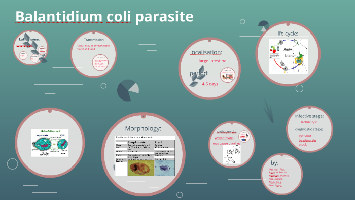 balantidium coli parasite by yasmeen amr on Prezi