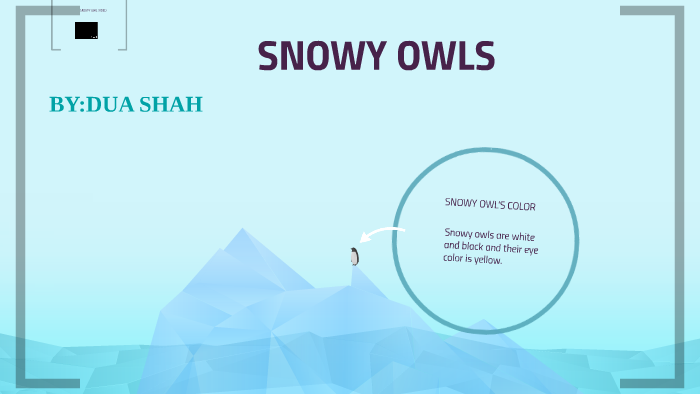 SNOWY OWLS by Mrs. Bonk