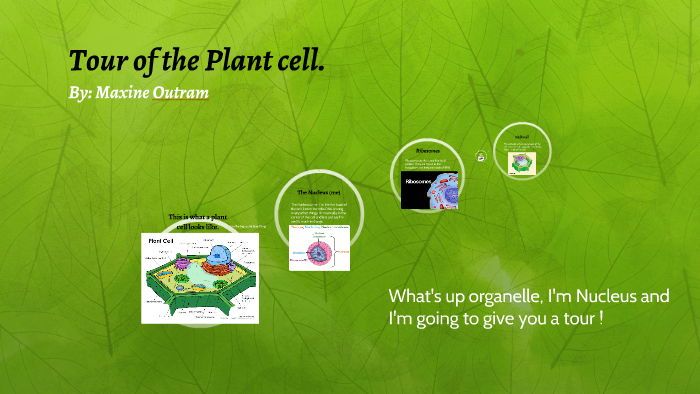 Cell Structure and Function. by maxine outram on Prezi