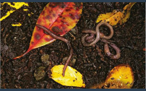 Soil Reading Street U4W3 by Cheryl Jacobs on Prezi