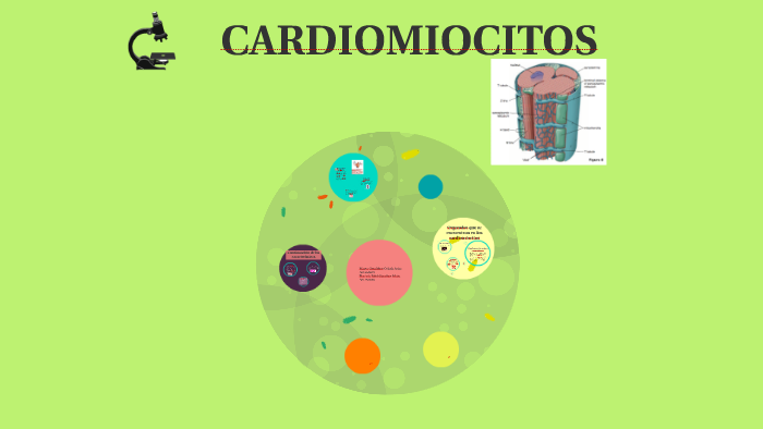 CARDIOMIOCITOS by Daniela Sánchez on Prezi