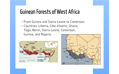 Guinean Forests of West Africa by Madison Schenkewitz on Prezi
