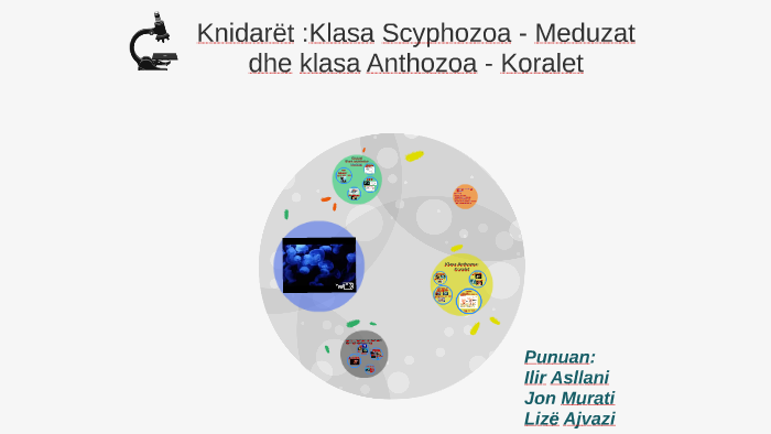 Meduzat dhe koralet by Liza Ajvazi on Prezi
