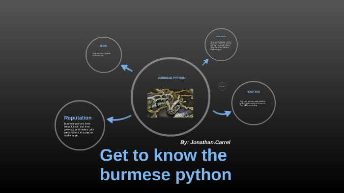 Burmese Python by jonathan carrel on Prezi