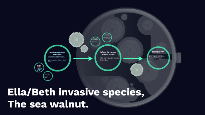 Ella/Beth invasive species, The sea walnut. by