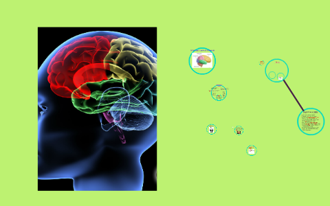 YOUR AMAZING BRAIN by on Prezi