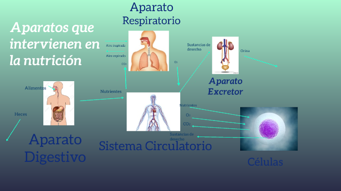 Aparatos que intervienen en la nutrición by Jefe Supremo on Prezi