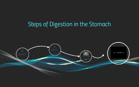 Steps of Digestion in the Stomach by Kenan Herbert on Prezi