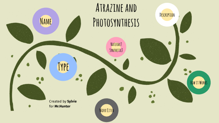 Atrazine- How it Directly Affects Photosynthesis by Sylvie Carr on Prezi