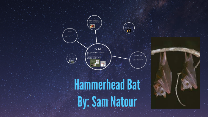 Hammerhead Bat by Amber Natour on Prezi