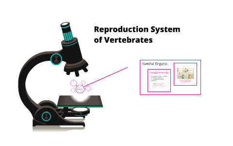 Reproduction System: Vertebrates by Dianne Escuadro on Prezi
