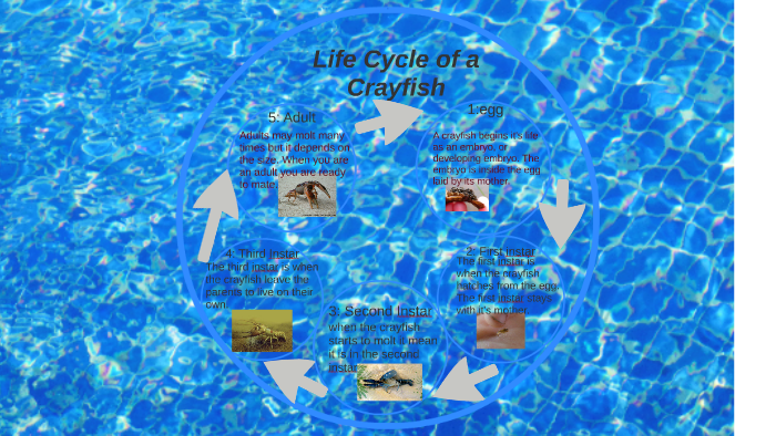 Life Cycle of a Crayfish by Heather Polen on Prezi