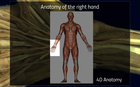 Anatomy of the right hand by 4D Interactive Anatomy on Prezi