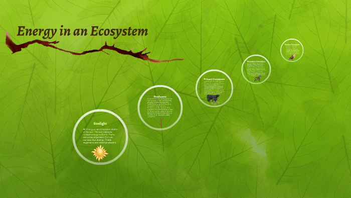 Energy in an Ecosystem by C M on Prezi