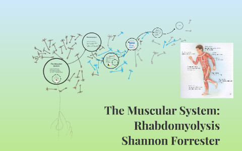 The Muscular System: Rhabdomyolysis by Shannon Forrester on Prezi