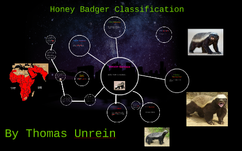 Honey Badger Classification by Thomas Unrein on Prezi