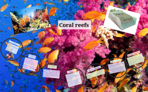 Coral reefs by amber duckett on Prezi