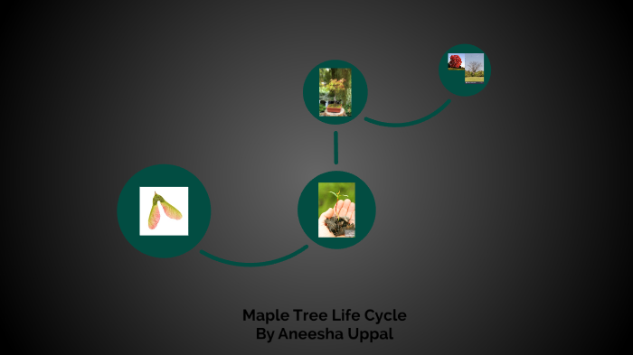 Life Cycle of a Maple Tree by Aneesha Uppal on Prezi