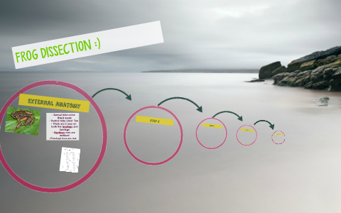 FROG DISSECTION :) by april hester on Prezi