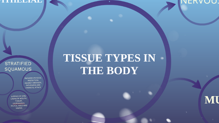 Body Tissues Concept Map by Devin McQuillen on Prezi