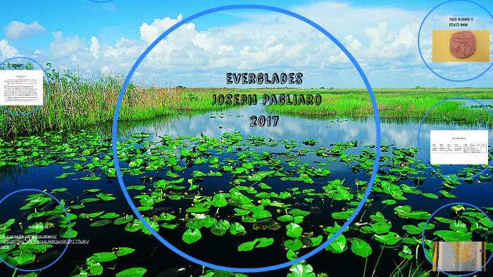 Everglades by Francesca Hart on Prezi