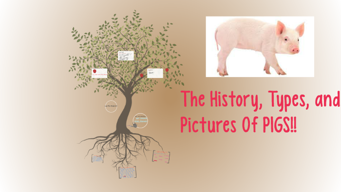 The History, Types, and Some Pictures Of PIGS!! by Abby Clark on Prezi