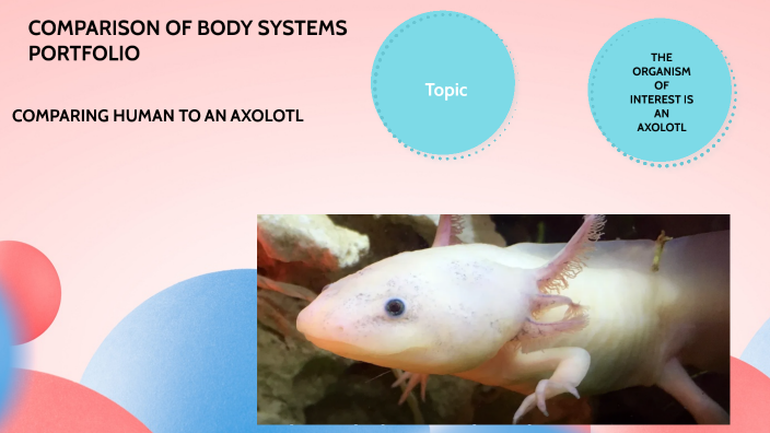 COMPARISON OF BODY SYSTEMS PORTFOLIO by jenica hatton on Prezi