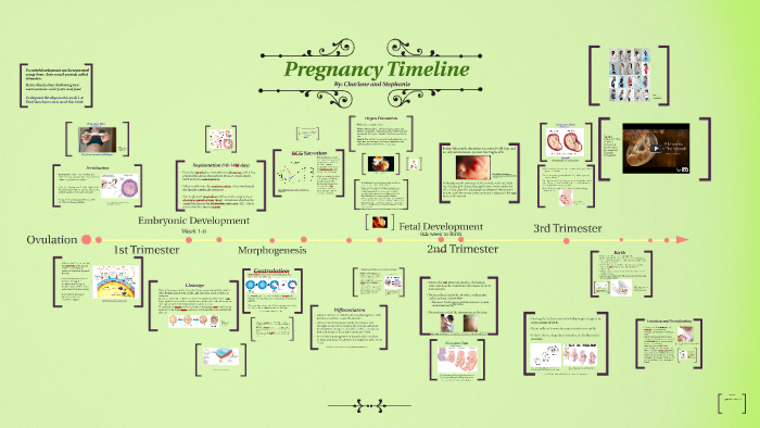 Pregnancy Timeline