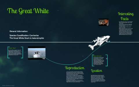 Great White Shark by Steven Hardeman on Prezi