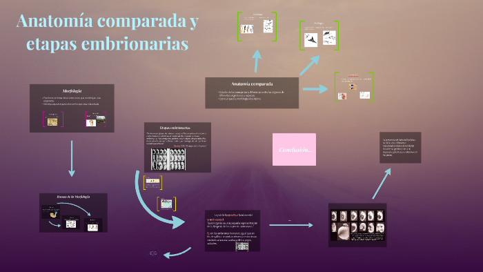 anatomía comparada by Andrea Aris on Prezi