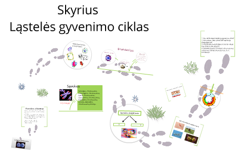 Lasteles gyvenimo ciklas by Asta Navickaite on Prezi