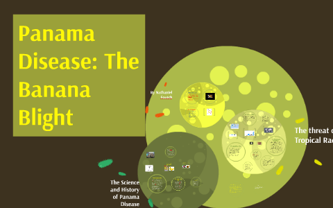 Panama Disease: The Banana Blight by nathaniel foutch on Prezi