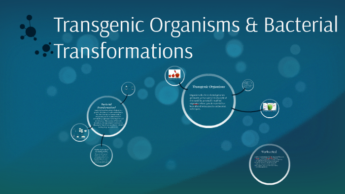Transgenic Organisms & Bacterial Transformations by Yamileth Santamaria ...