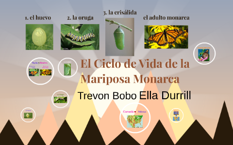 El Ciclo de Vida de la Mariposa Monarca by Ella Durrill on Prezi