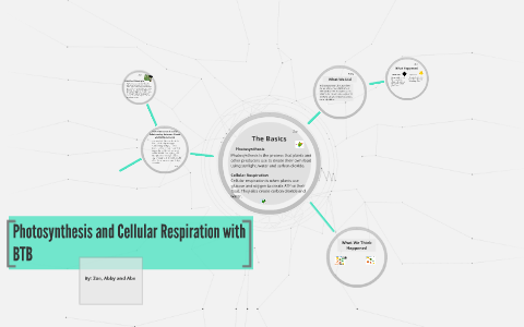 Photosynthesis and Cellular Respiration with BTB by Zoe Cudney on Prezi