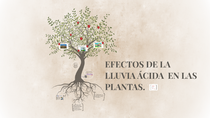 EFECTOS DE LA LLUVIA ACIDA EN LAS PLANTAS. by luna Camila Garcìa Romàn ...