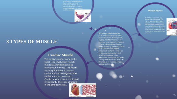 3 TYPES OF MUSCLE by Tatum Wade on Prezi