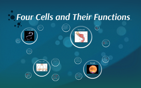 Four Cells and Their Functions by Kathryn Brooke on Prezi
