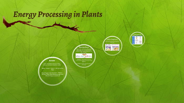 Energy Processing in Plants by Monica Harris on Prezi