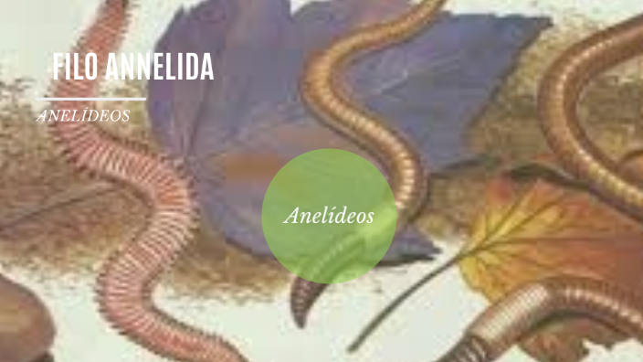 Filo Annelida by Carla Ferreira on Prezi
