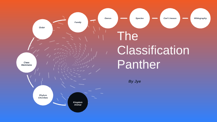 Classification of a Panther by Jye Lumsden on Prezi