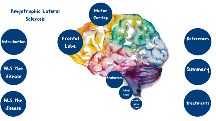 Neuroanatomy By Indy Wilson On Prezi