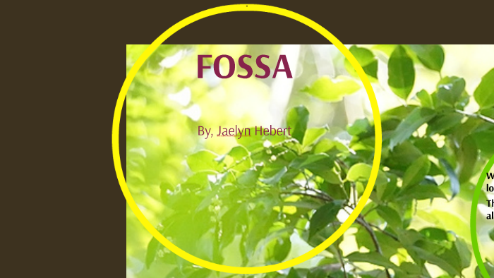 What Is A Fossa? by Jaelyn Hebert on Prezi
