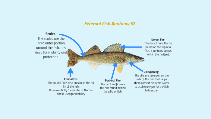 External Fish Anatomy ID by Meagan Jensen on Prezi