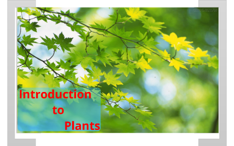 Biology Chapter 22 Section 1 Intro to Plants by Mark Meredith on Prezi