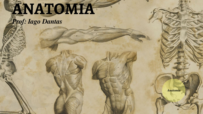 AULA 01 ANATOMIA by PROF FARMÁCIA on Prezi
