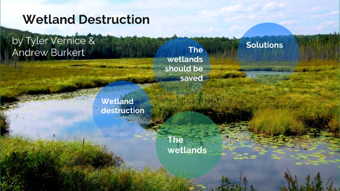 Wetland Destruction by Tyler Vernice on Prezi